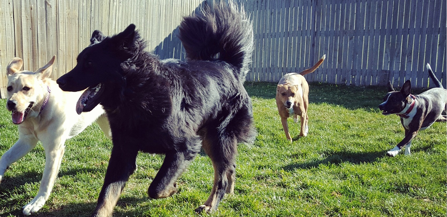 Happy Dogz - Visit Middleton